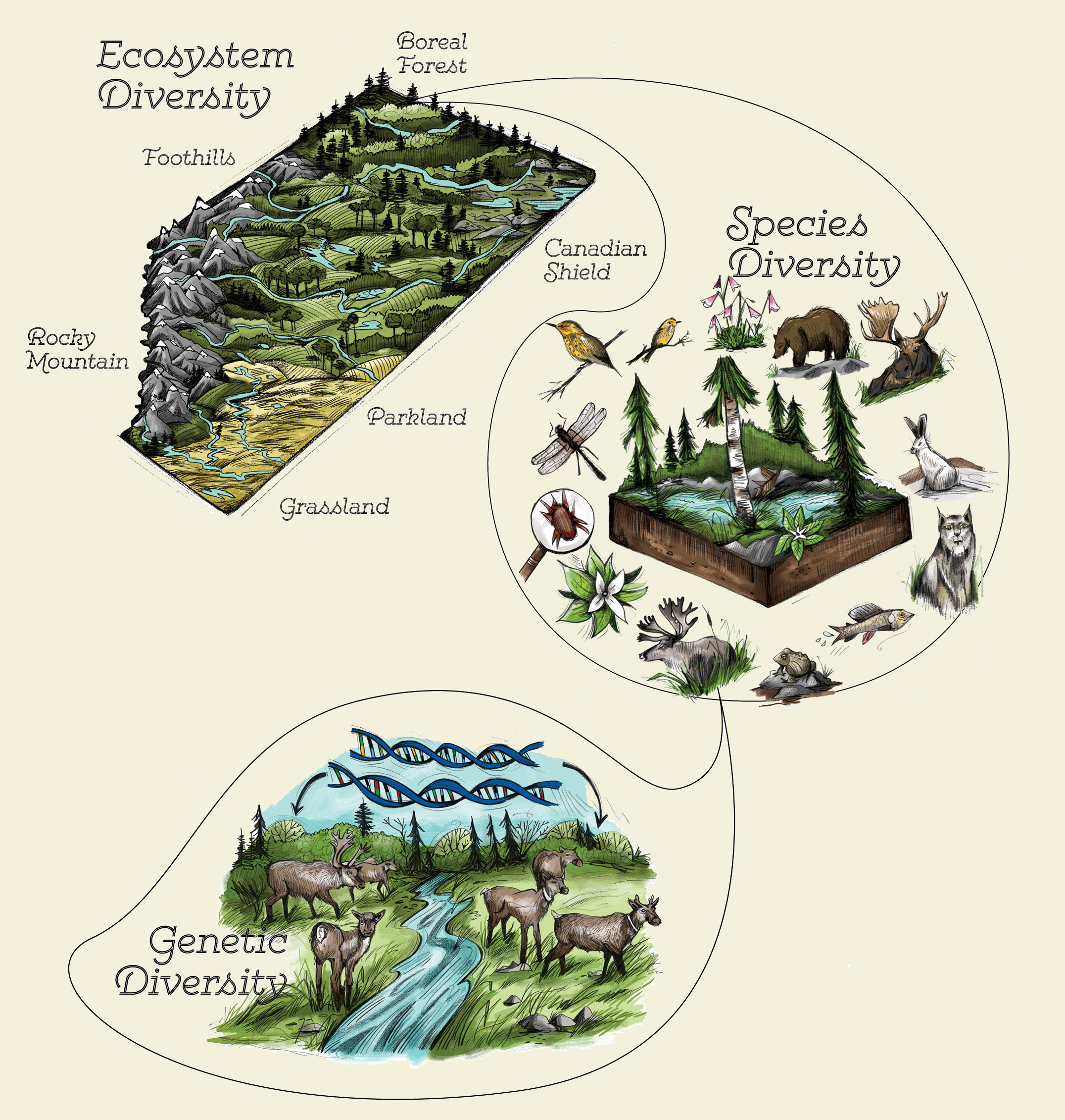The Diversity Of Life Biology For Majors II
