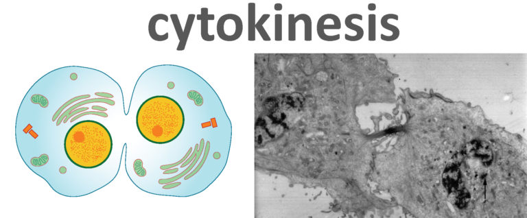 The Steps of Mitosis | Biology for Non-Majors I
