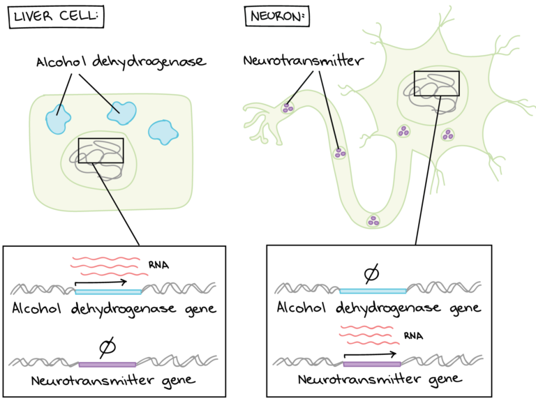 Regulation of Gene Expression | Biology for Majors I