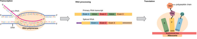 The Central Dogma | Biology for Non-Majors I