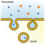 Endocytosis | Biology for Non-Majors I