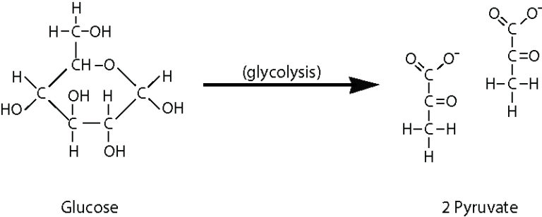 Glycolysis | Biology for Majors I