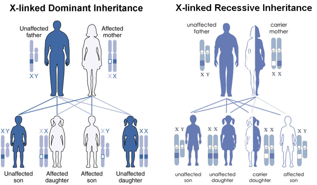 Practicing Non Mendelian Inheritance Biology For Majors I Free Hot
