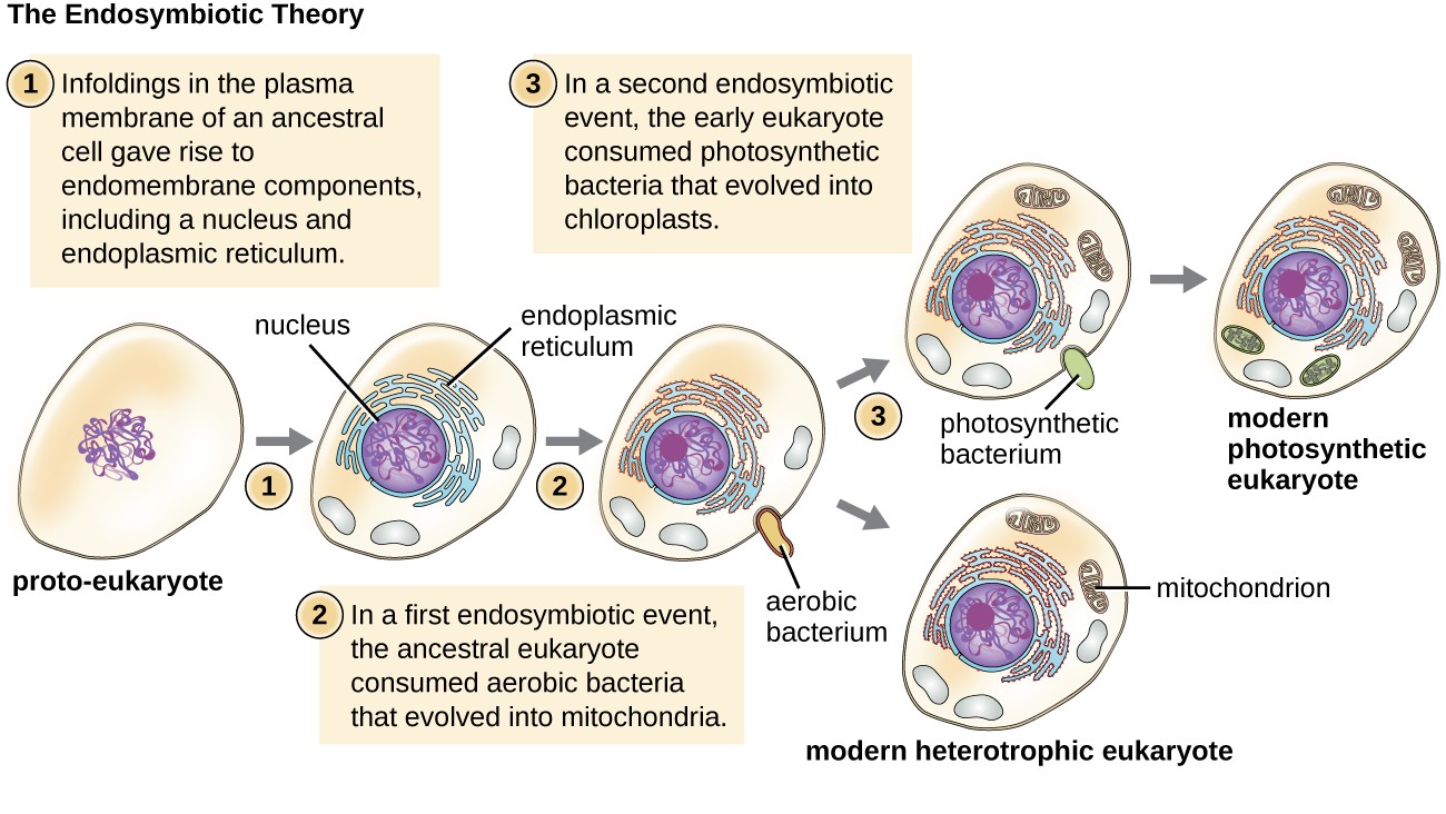 Which Best Describes The Cell Theory Open Study John has Morrow Which Best Describes The Cell Theory Open Study John has Morrow