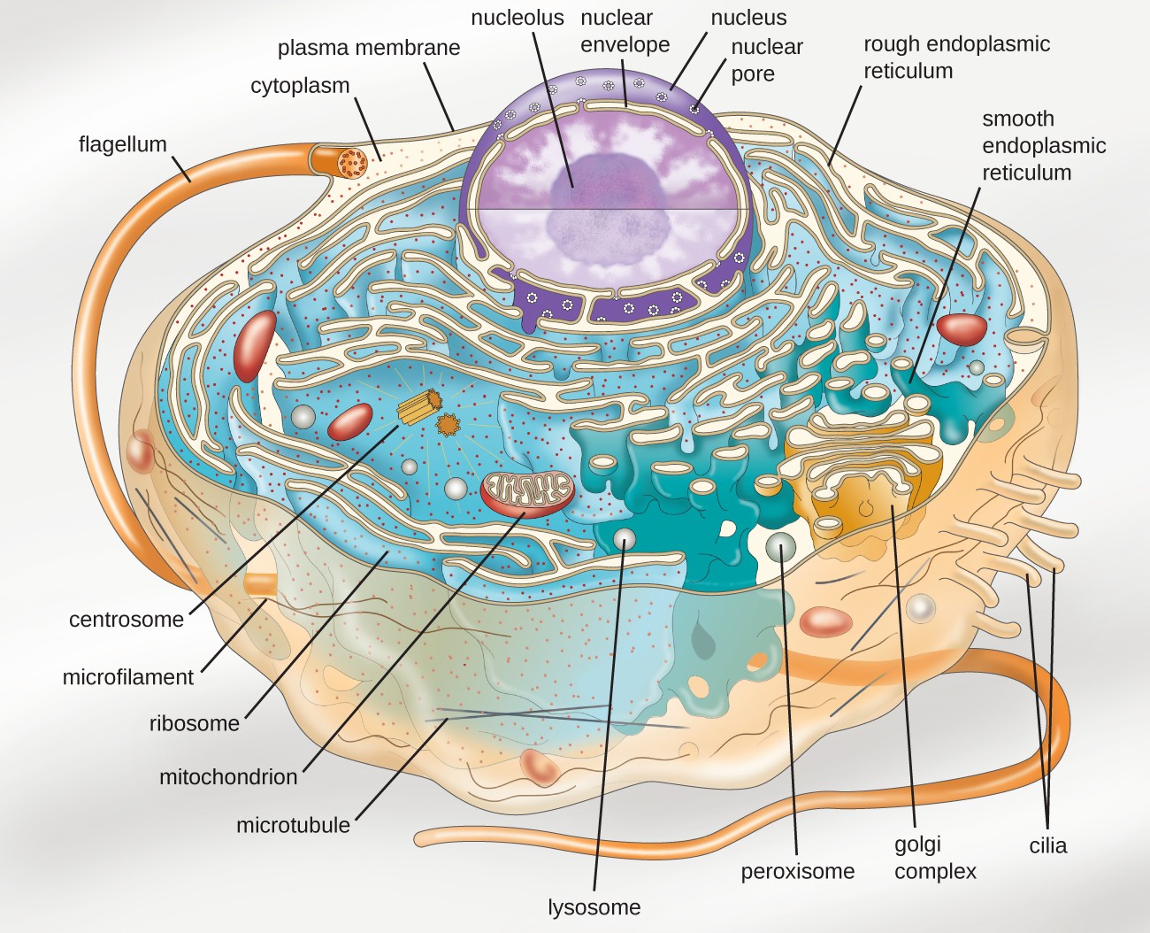 Unique Characteristics Of Eukaryotic Cells Microbiology Course Hero