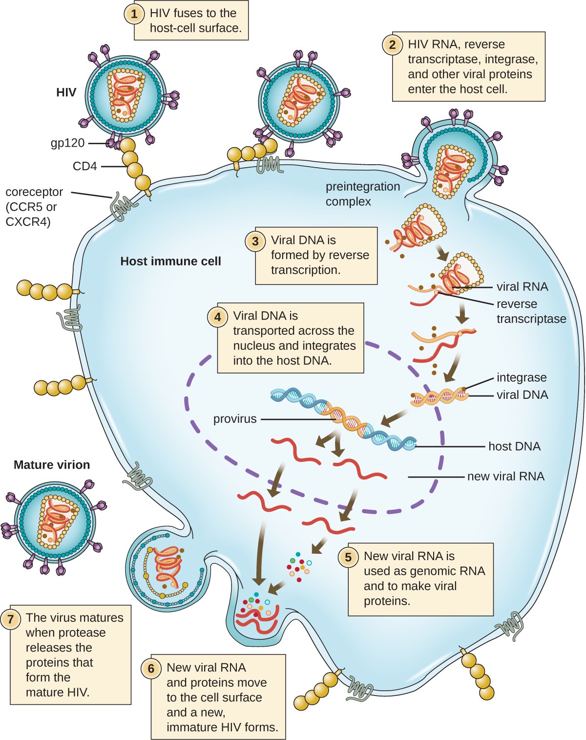 The Viral Life Cycle Microbiology Course Hero