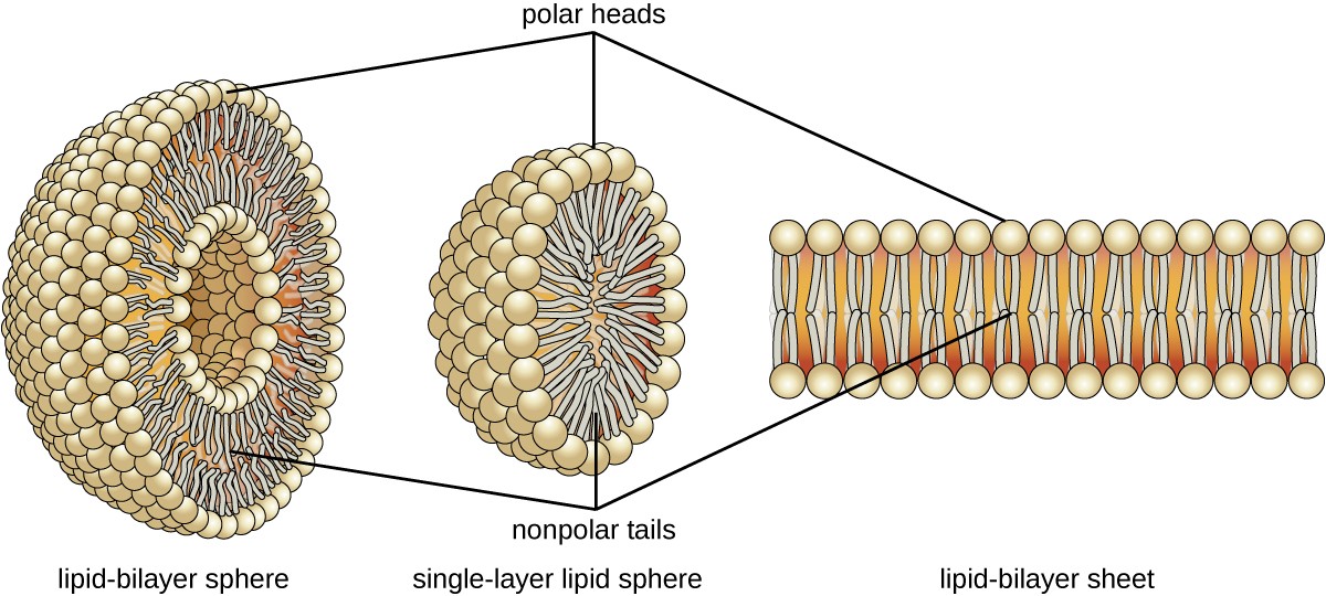 Lipids Microbiology Lipids Microbiology