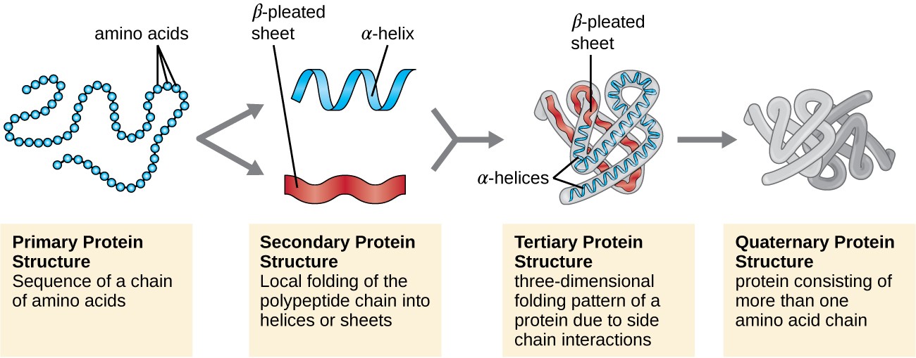 Proteins Microbiology Proteins Microbiology