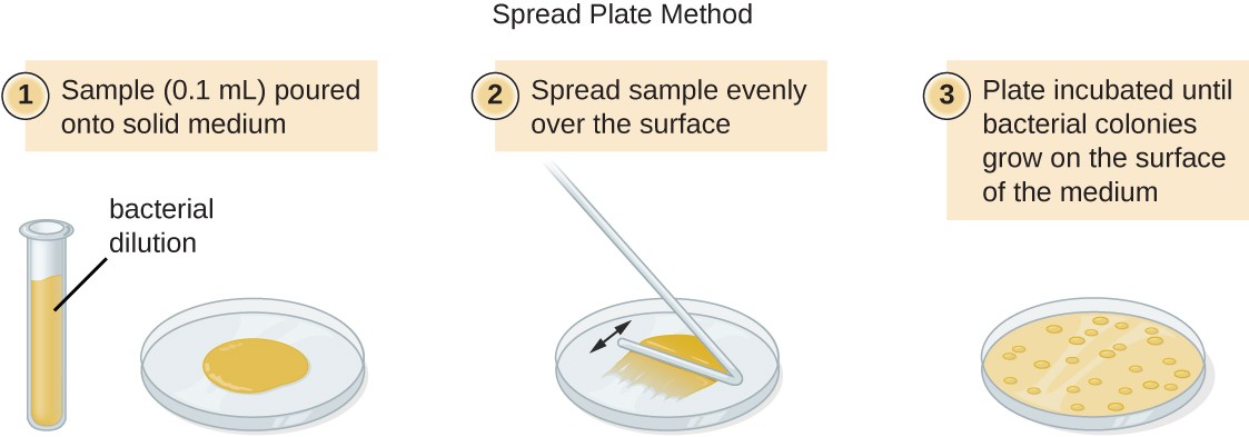 How Microbes Grow Microbiology