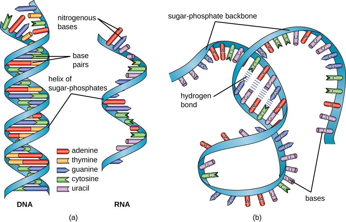 Structure And Function Of RNA Microbiology