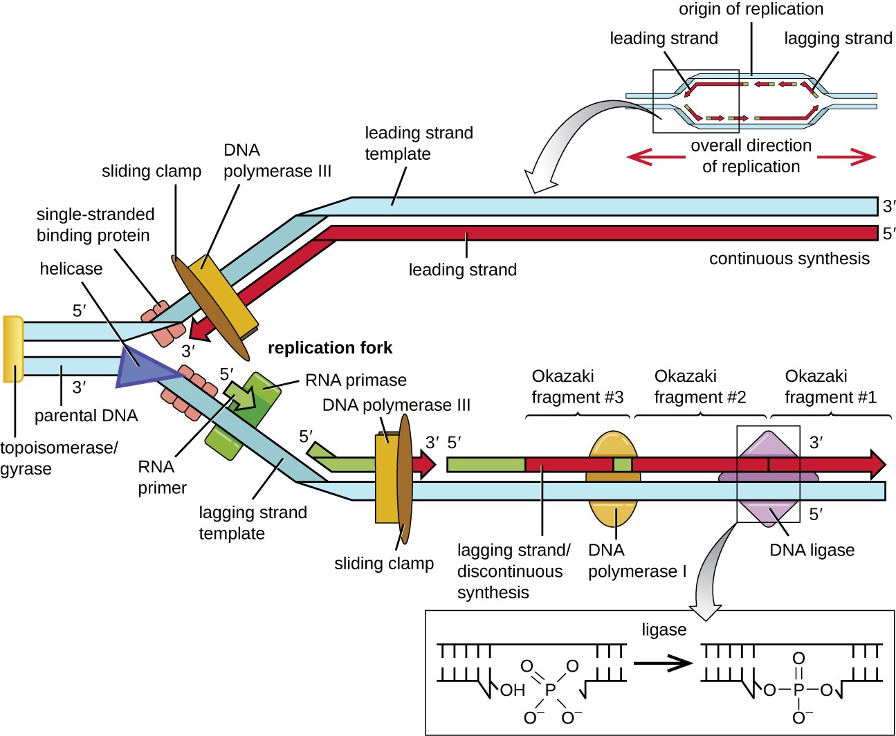 Bacterial DNA Replication 3 Important Concepts