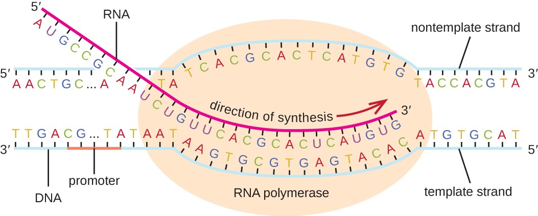 RNA Transcription Microbiology