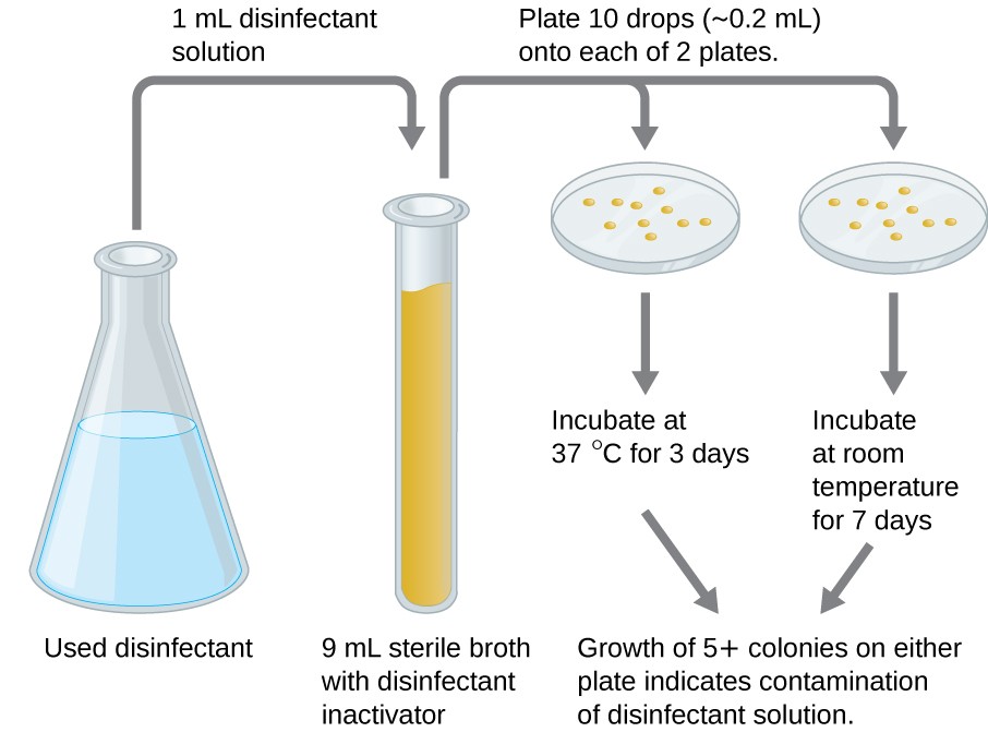 Testing The Effectiveness Of Antiseptics And Disinfectants Microbiology