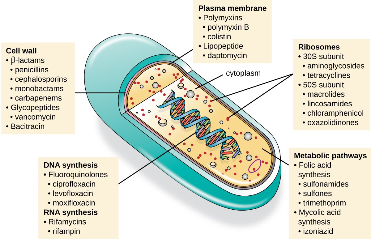 Mechanisms Of Antibacterial Drugs Microbiology