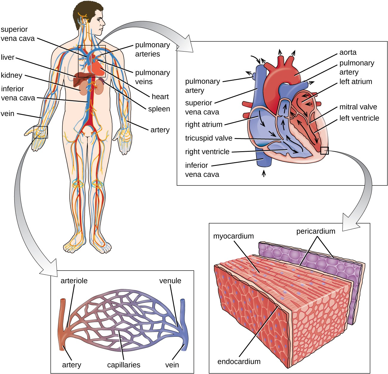 Anatomy Of The Circulatory And Lymphatic Systems Microbiology 