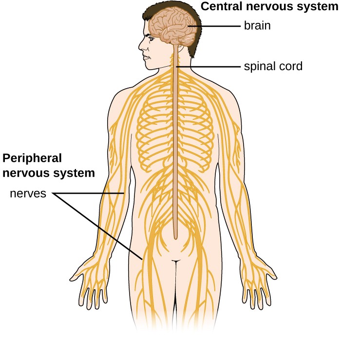 Hermoston Anatomia Mikrobiologia Alai