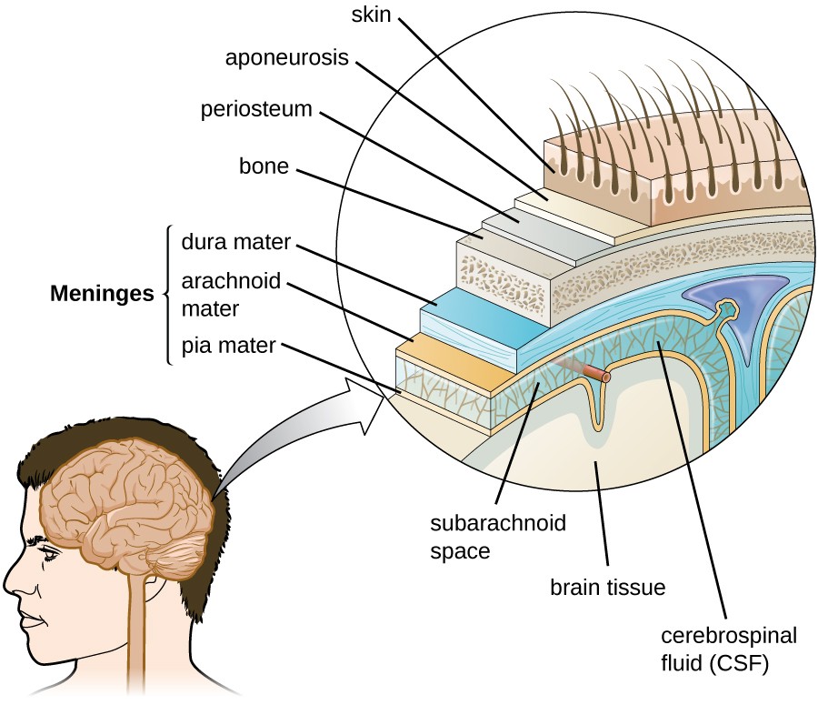 Hermoston Anatomia Mikrobiologia Alai
