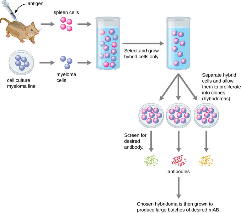 Polyclonal and Monoclonal Antibody Production | Microbiology