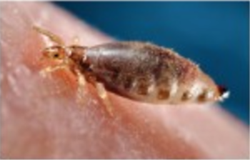 Modes of Disease Transmission | Microbiology