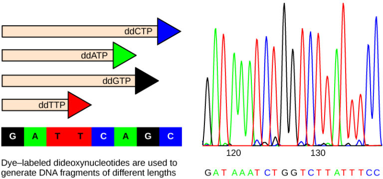 DNA Sequencing | Biology for Majors I