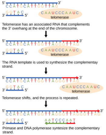 Telomeres | Biology for Majors I