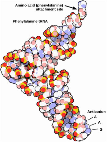 tRNA | Biology for Majors I