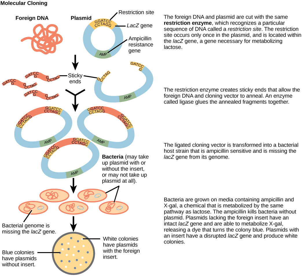Cloning Biology For Majors I