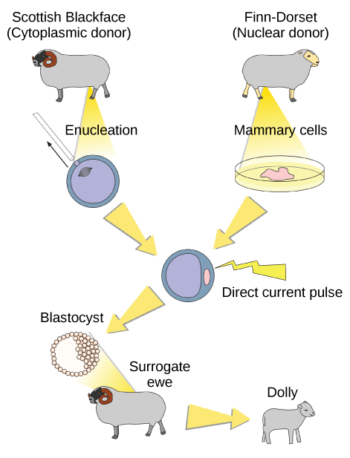 Cloning | Biology for Majors I