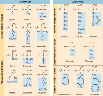Amino Acids | Biology for Majors I