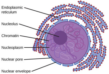 Nucleus | Biology for Majors I
