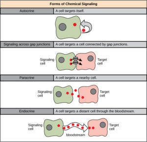 Signaling Molecules And Cellular Receptors Biology For Majors I
