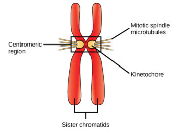 Mitosis | Biology for Non-Majors I