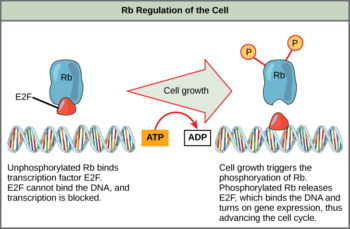 Control of the Cell Cycle | Biology for Majors I