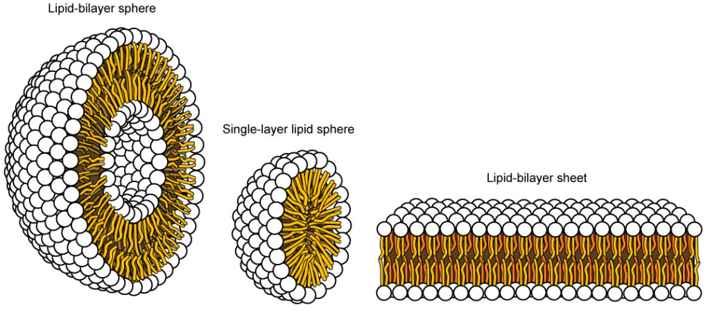 Phospholipids | Biology for Majors I Phospholipids | Biology for Majors I