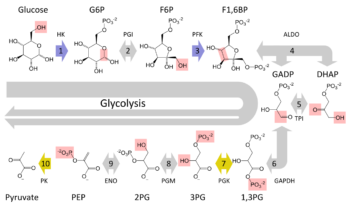 Glycolysis | Biology for Majors I