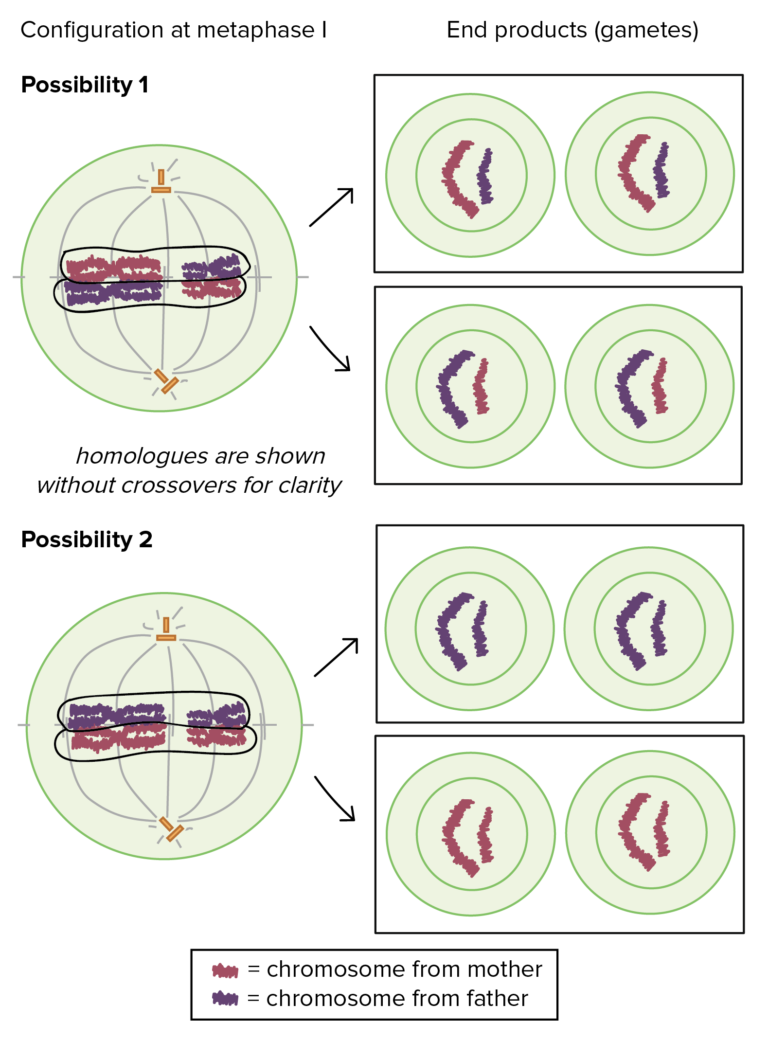 Genetic Variation in Meiosis | Biology for Majors I