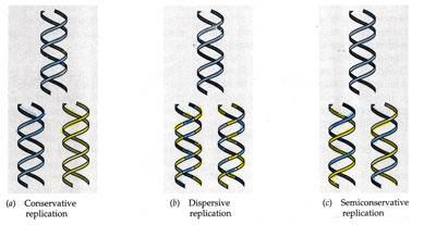 Chapter 16. DNA Structure and Function | Biology for Majors (openstax ...