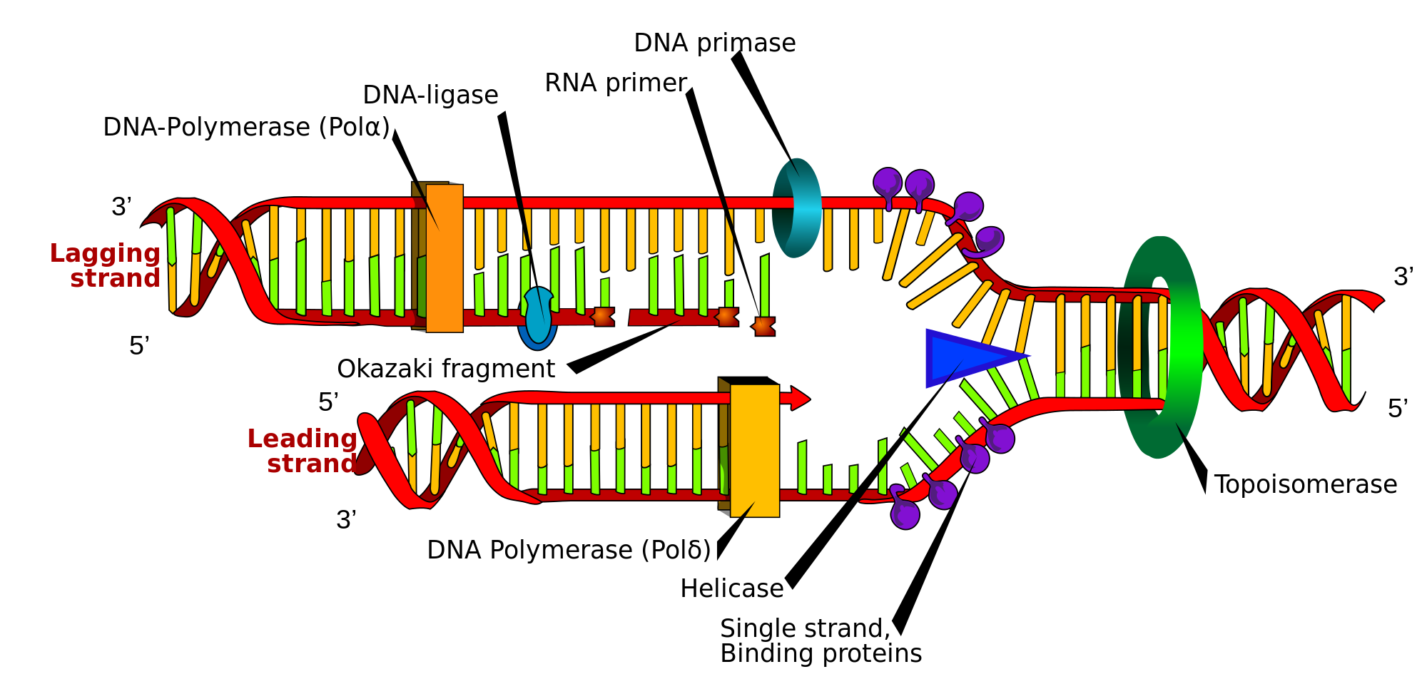Chapter 16 Dna Structure And Function Biology For Majors Openstax