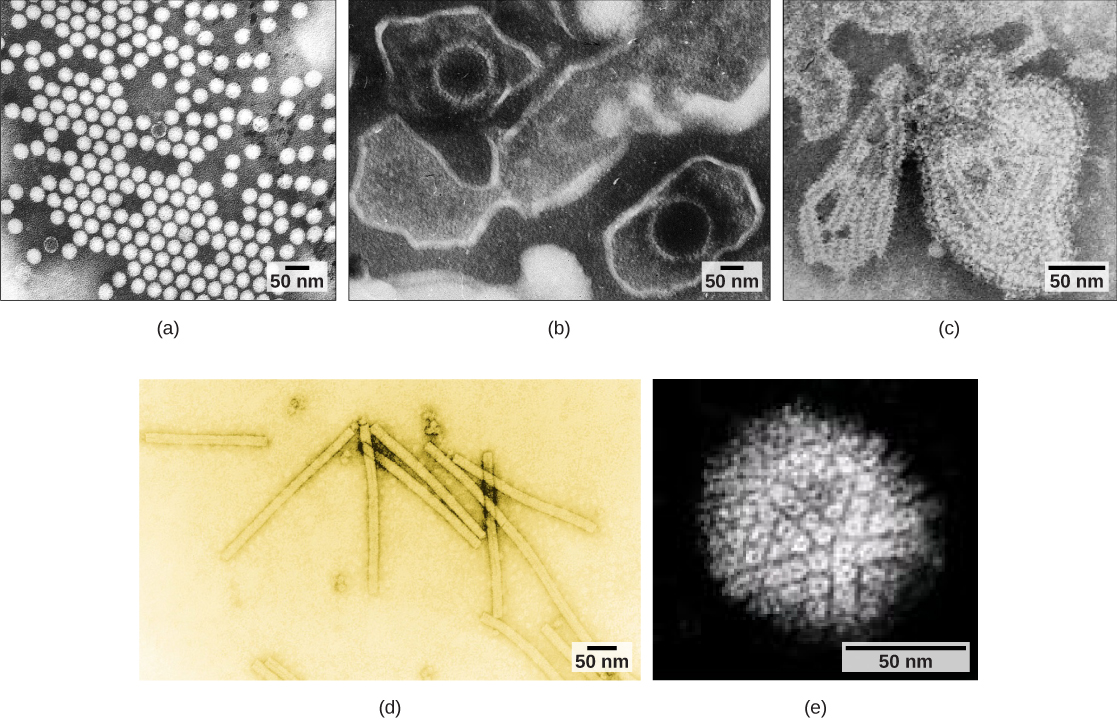 Virus Classification | Biology for Majors II