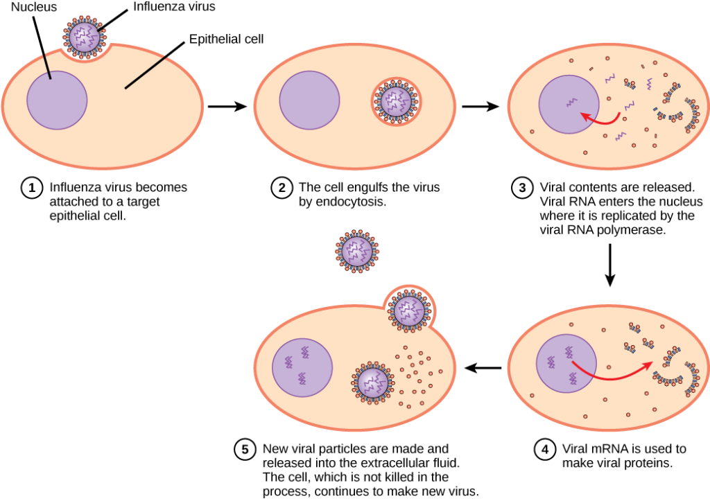 Steps Of Virus Infections text Version Biology For Majors II