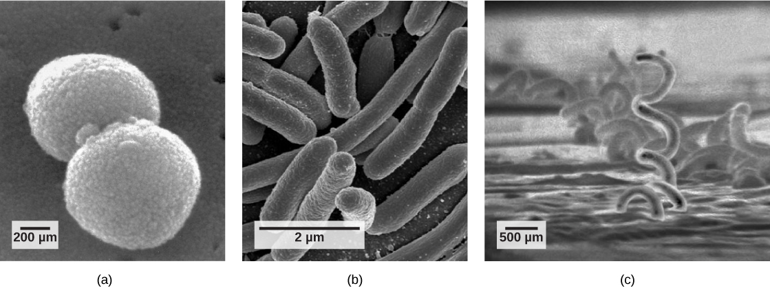 The Structure of Prokaryotes | Biology for Majors II