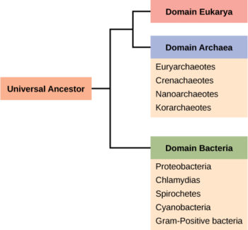 Archaea vs. Bacteria | Biology for Majors II