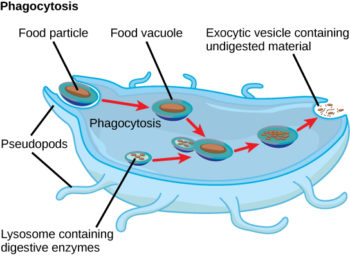 Characteristics of Protists | Biology for Majors II