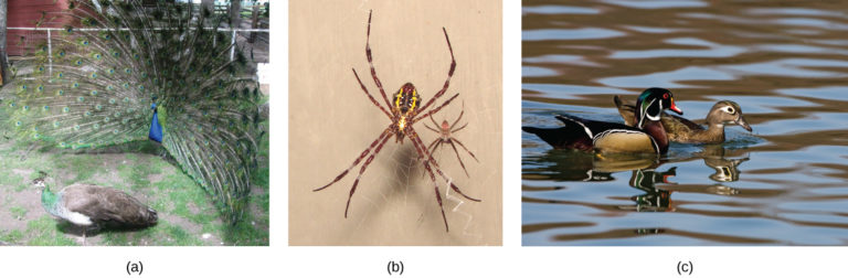 Adaptive Evolution Biology For Majors Ii