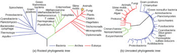 Phylogenetic Trees | Biology for Majors II