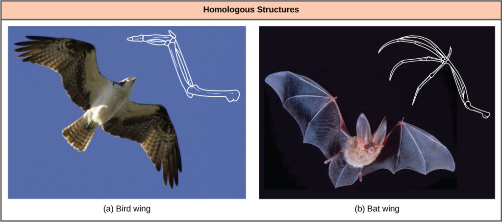 Homologous And Analogous Traits Biology For Majors II