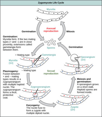 Zygomycota: The Conjugated Fungi | Biology for Majors II