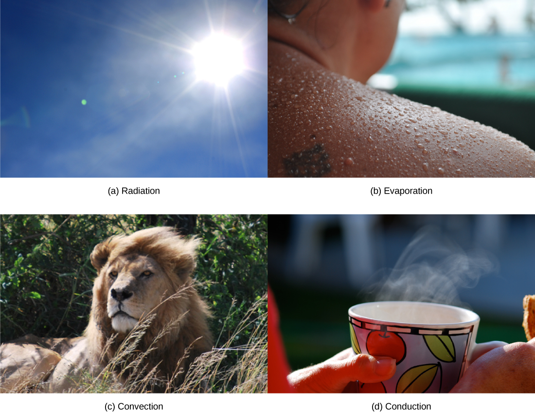 Thermoregulation Biology For Majors II thermoregulation-biology-for-majors-ii