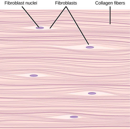 Human Tissues Mind Map