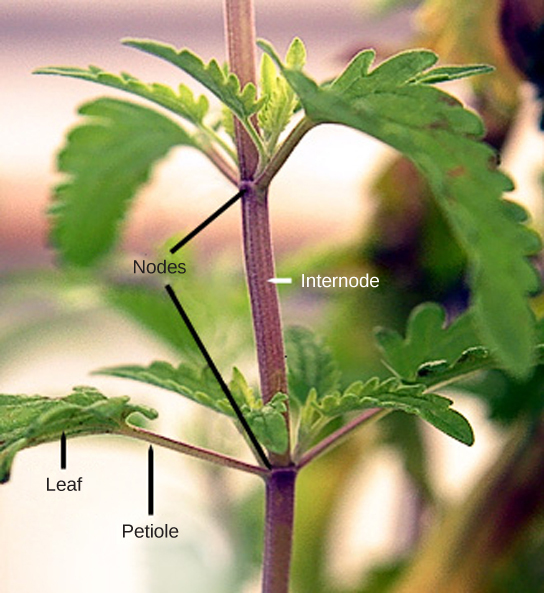 Stems Biology For Majors II